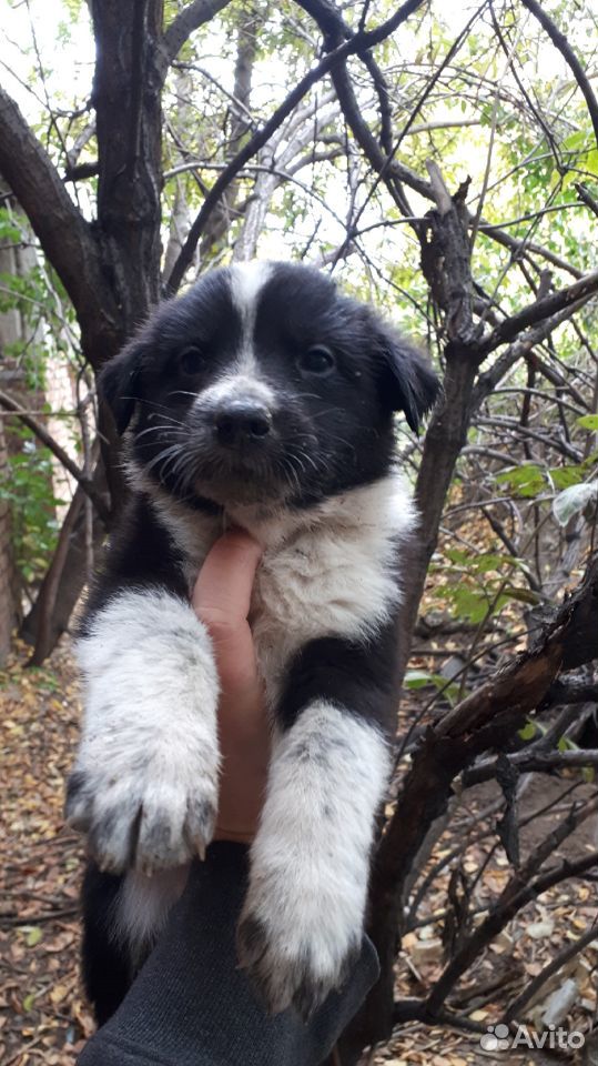 Панда ищет хозяина и дом