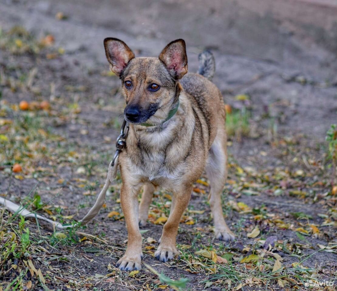 Малышка Тося ищет дом