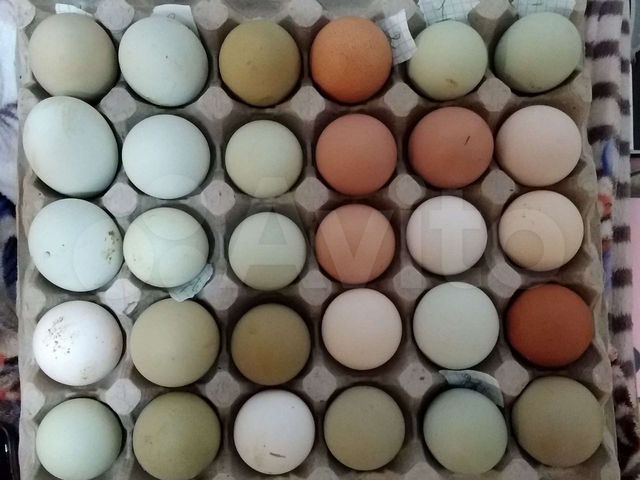 Инкубационное яйцо