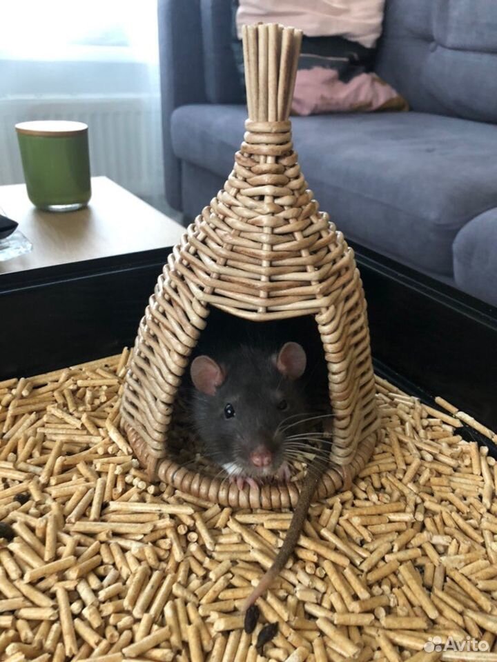 Мышь дамбо Элтон