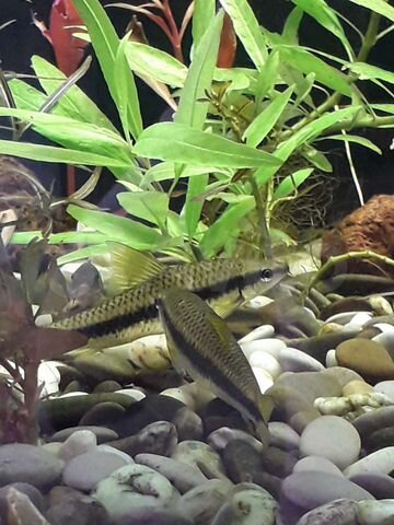 Сиамский водорослеед