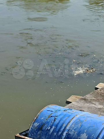 Мальки карпа