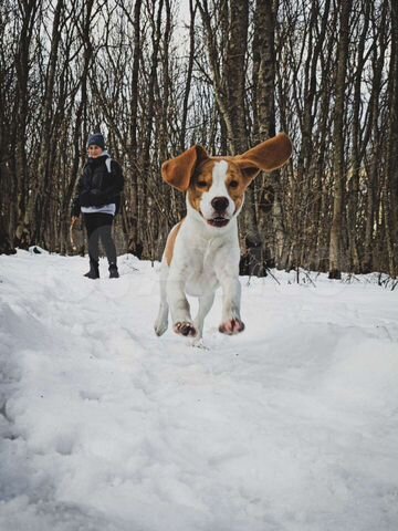 Бигль в добрые руки