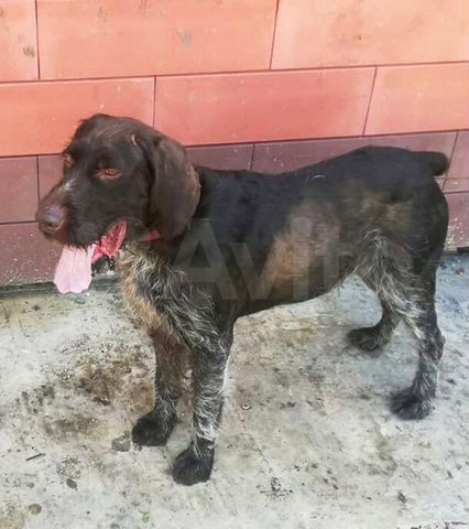 Метис Курцхаара в добрые руки