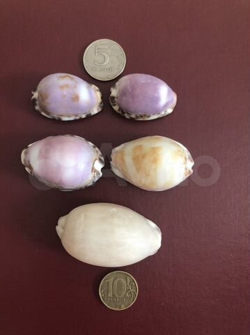 Океанские ракушки