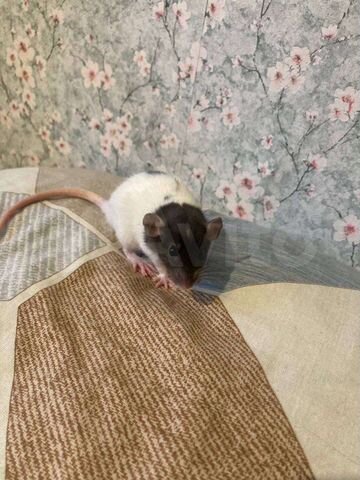 Крысята дамбо