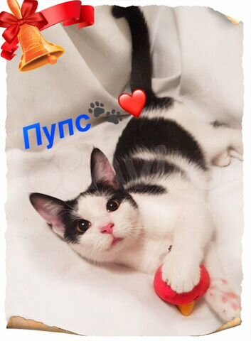 Котёнок Пупс