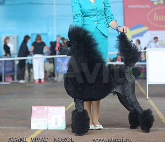 Большой пудель, кобель. Вязка
