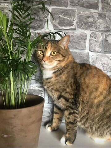 Кошка ищет дом