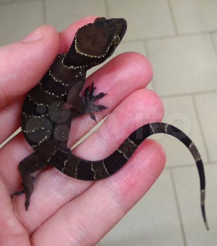 Самец-подросток Hemidactylus fasciatus