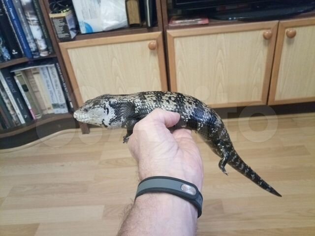 Синеязыкий сцинк