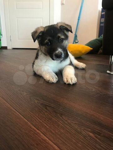 Любознательный щенок ищет семью