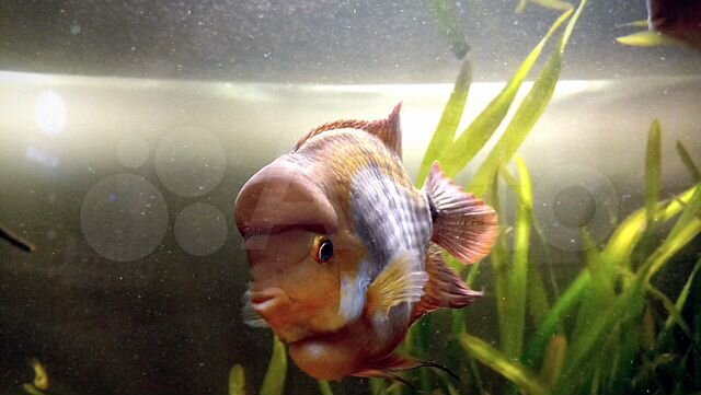 Цихлазома седжика