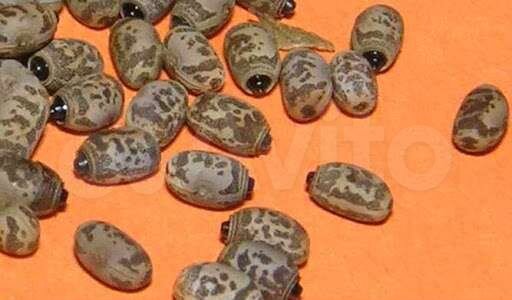 Яйца Анамского палочника