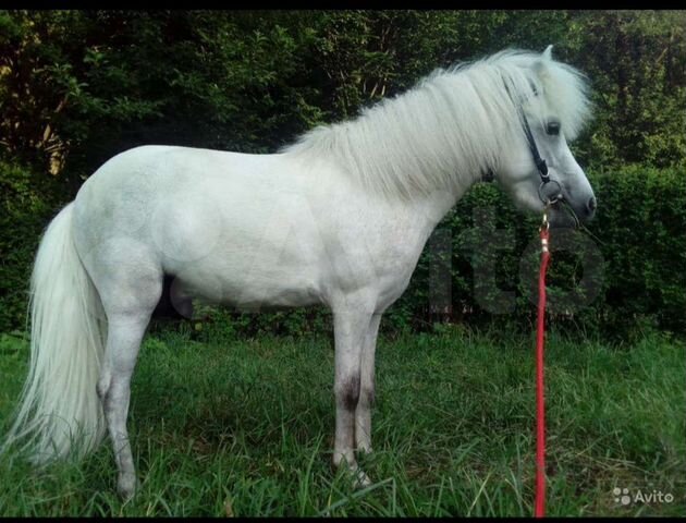 Племенной шетлендский Пони на случку